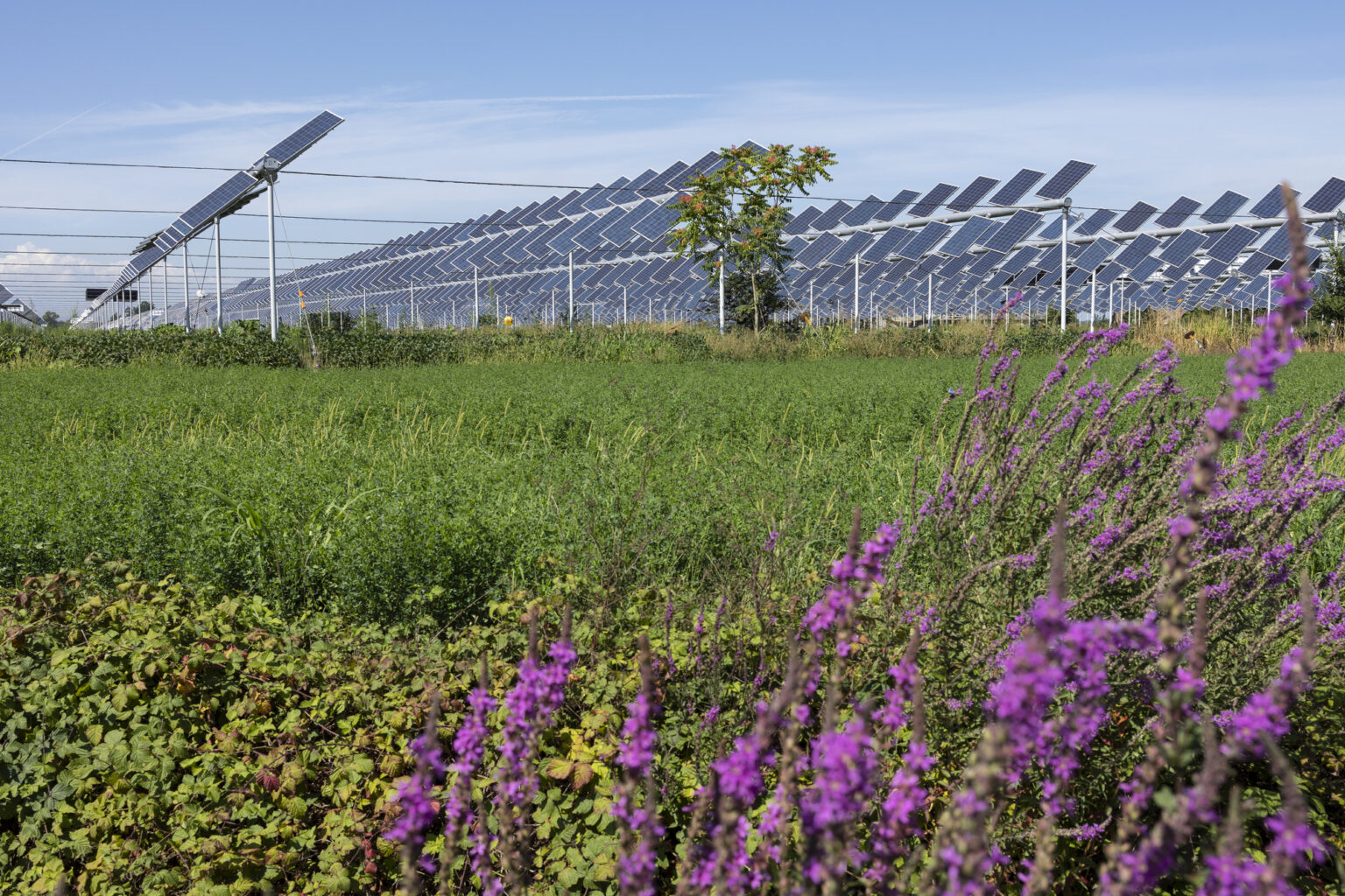 What are Agrivoltaics and How Can They Revolutionise Agriculture?