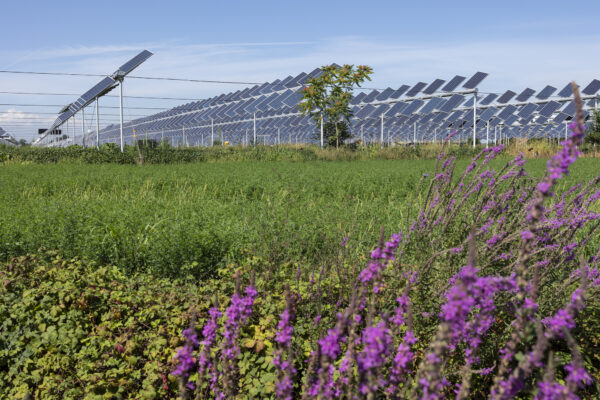 What are Agrivoltaics and How Can They Revolutionise Agriculture?